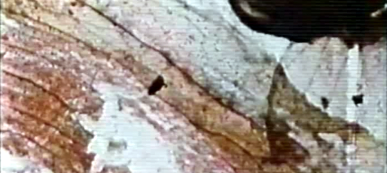 Mothlight » revista USINA